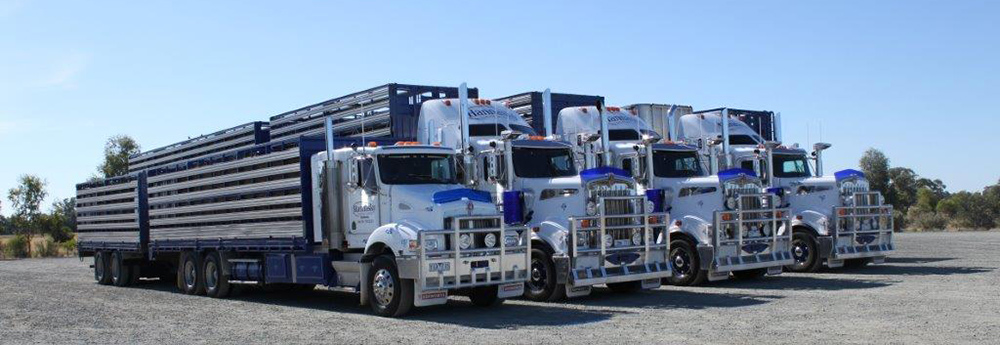 Hannasky Livestock Carriers | Livestock Transport | Sheep Cattle Transport