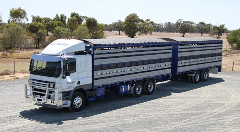 Hannasky Livestock Carriers | Livestock Transport | Sheep Cattle Transport